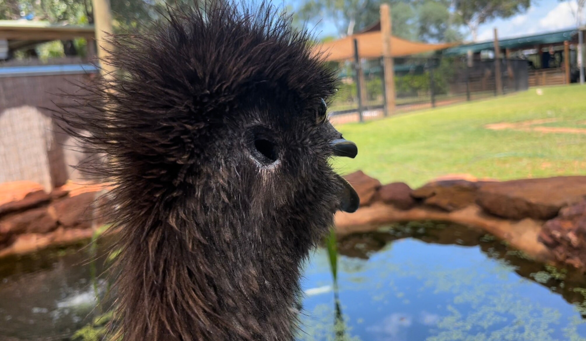 Bushy the Kimberley emu lives the high life at Derby animal sanctuary ...
