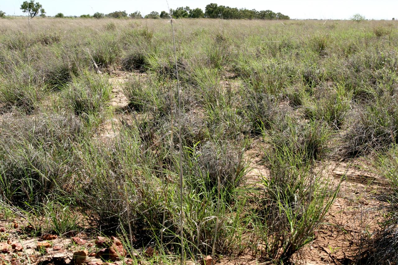 Long-term Mitchell grass study wraps up - ABC News