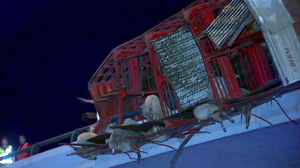 Sheep plunge onto highway after truck crash - ABC News