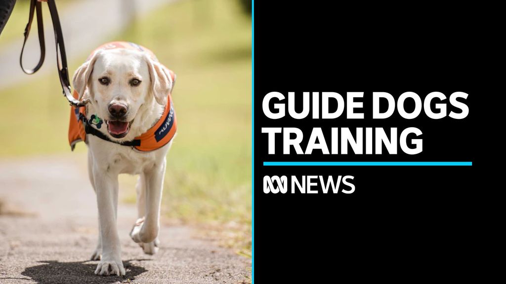 Calls for more funding to train guide dogs amid huge demand - ABC News
