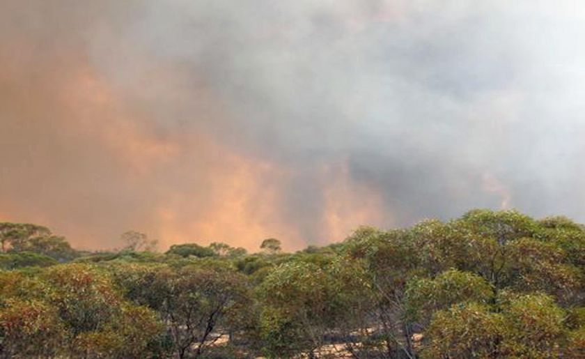 Firefighters gain upper hand in Mallee bushfire - ABC News