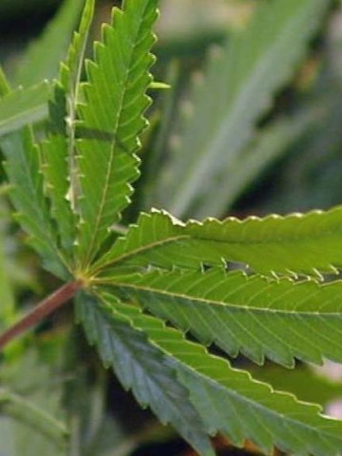 Illicit drug use on the rise in Queensland - ABC listen