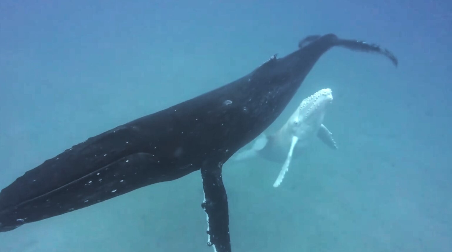 Siale was first documented in Tonga last year. - ABC News