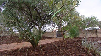 Moving a Tree Fern - Gardening Australia