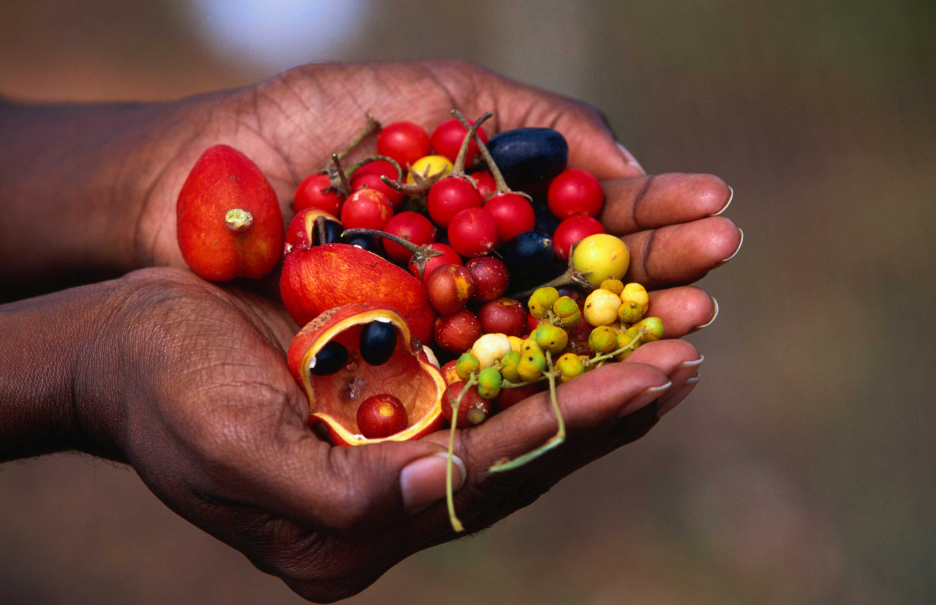Aboriginal farm achieves commercial success - ABC listen