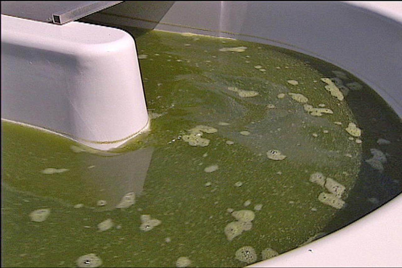 Turning algae into renewable fuel - ABC News