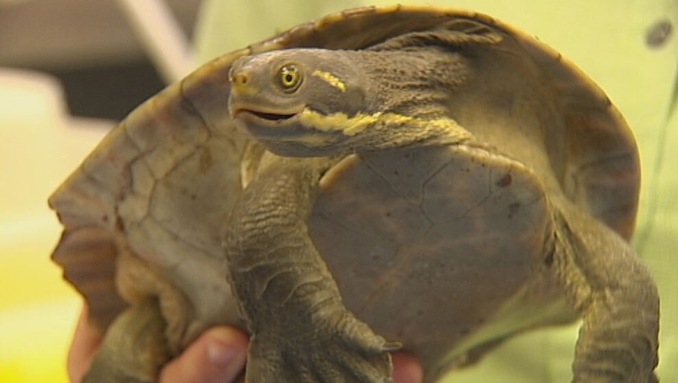 Security guard rescues injured turtle from road - ABC News