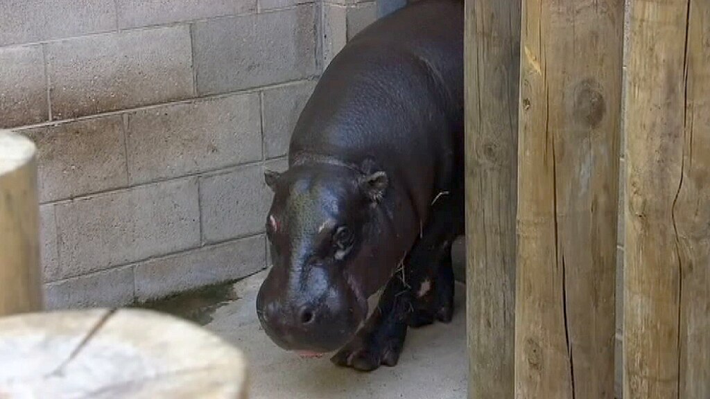 Melbourne Zoo shows off ultrasound images from pregnant pygmy ...