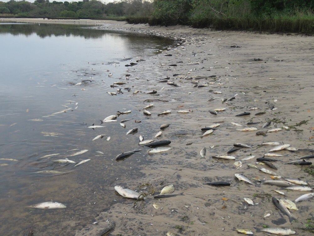 Thousands of fish killed after Byron Bay residents pressure council to ...