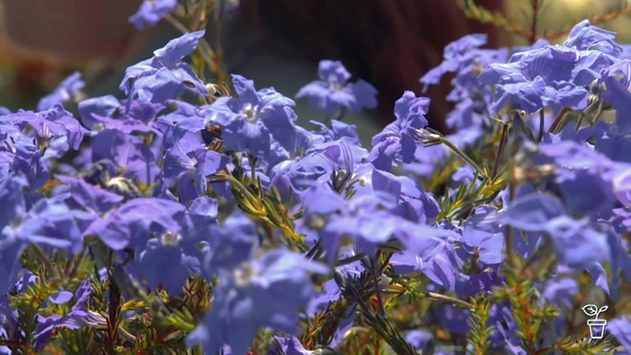 My Garden Path - Millie Ross - Gardening Australia