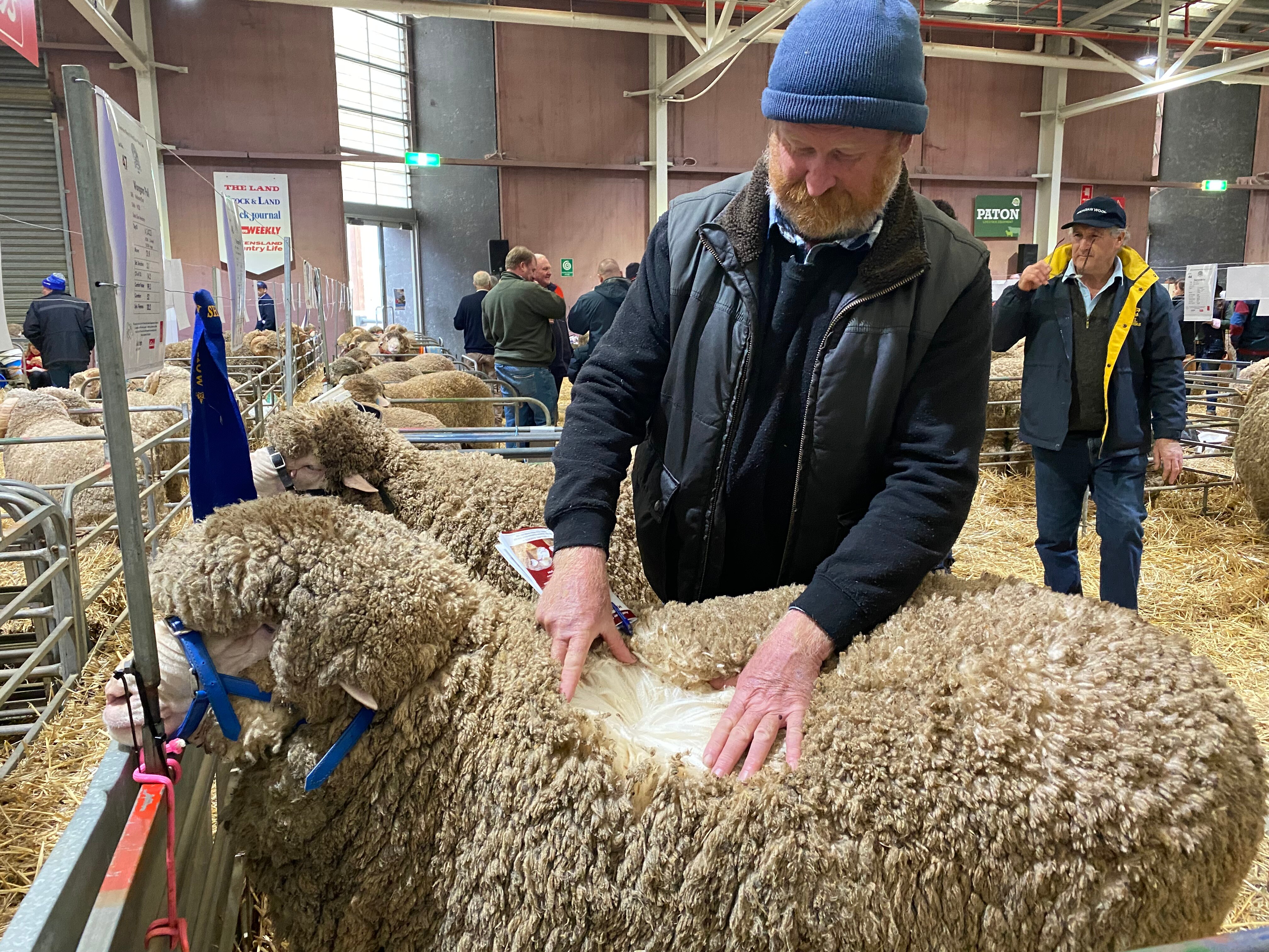 'Scared' sheep farmers warn of wool, meat price rises if foot-and-mouth ...