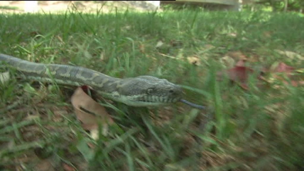 Snake plague strikes Brisbane backyards - ABC News