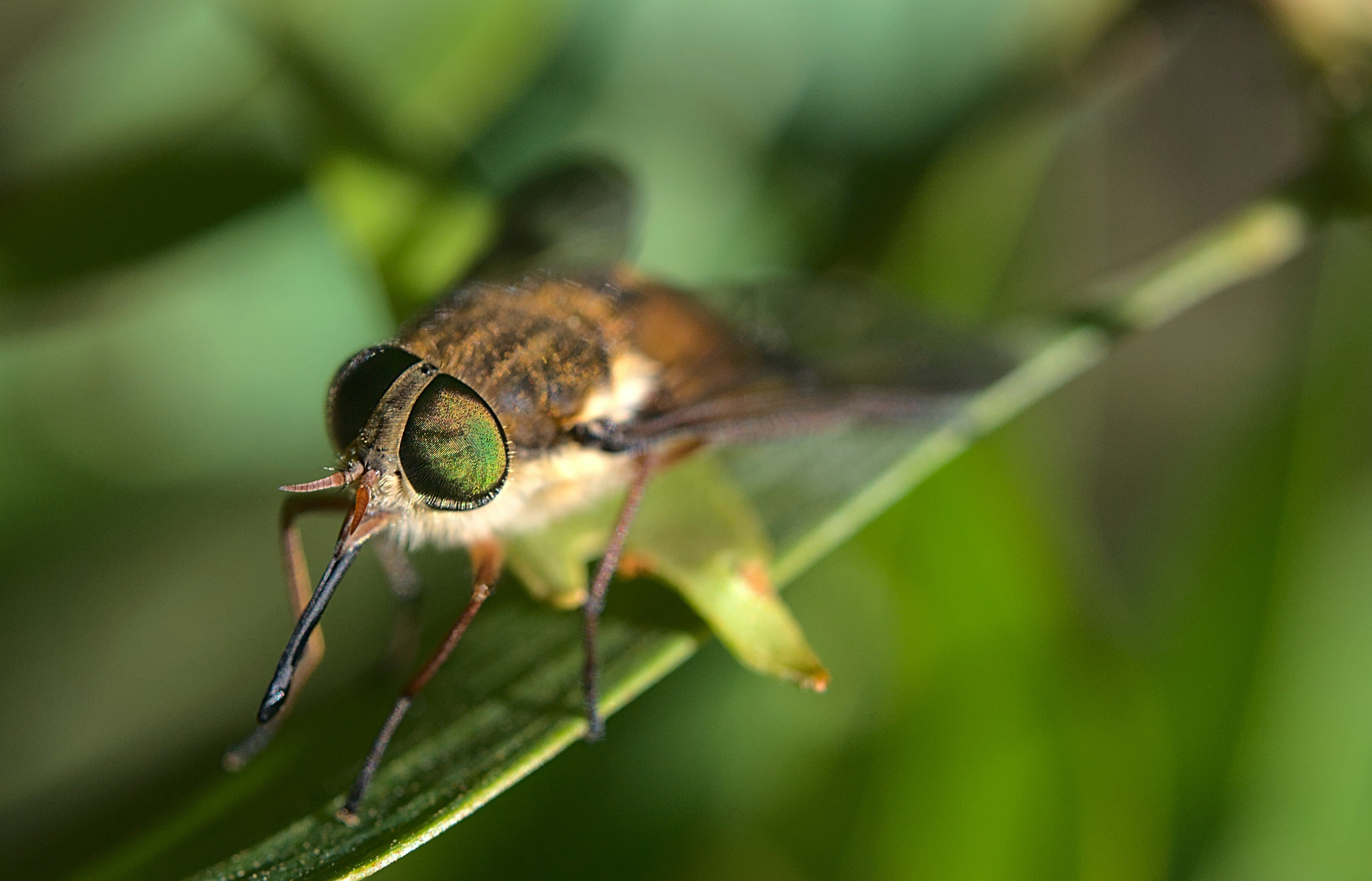 March of the march flies - ABC listen