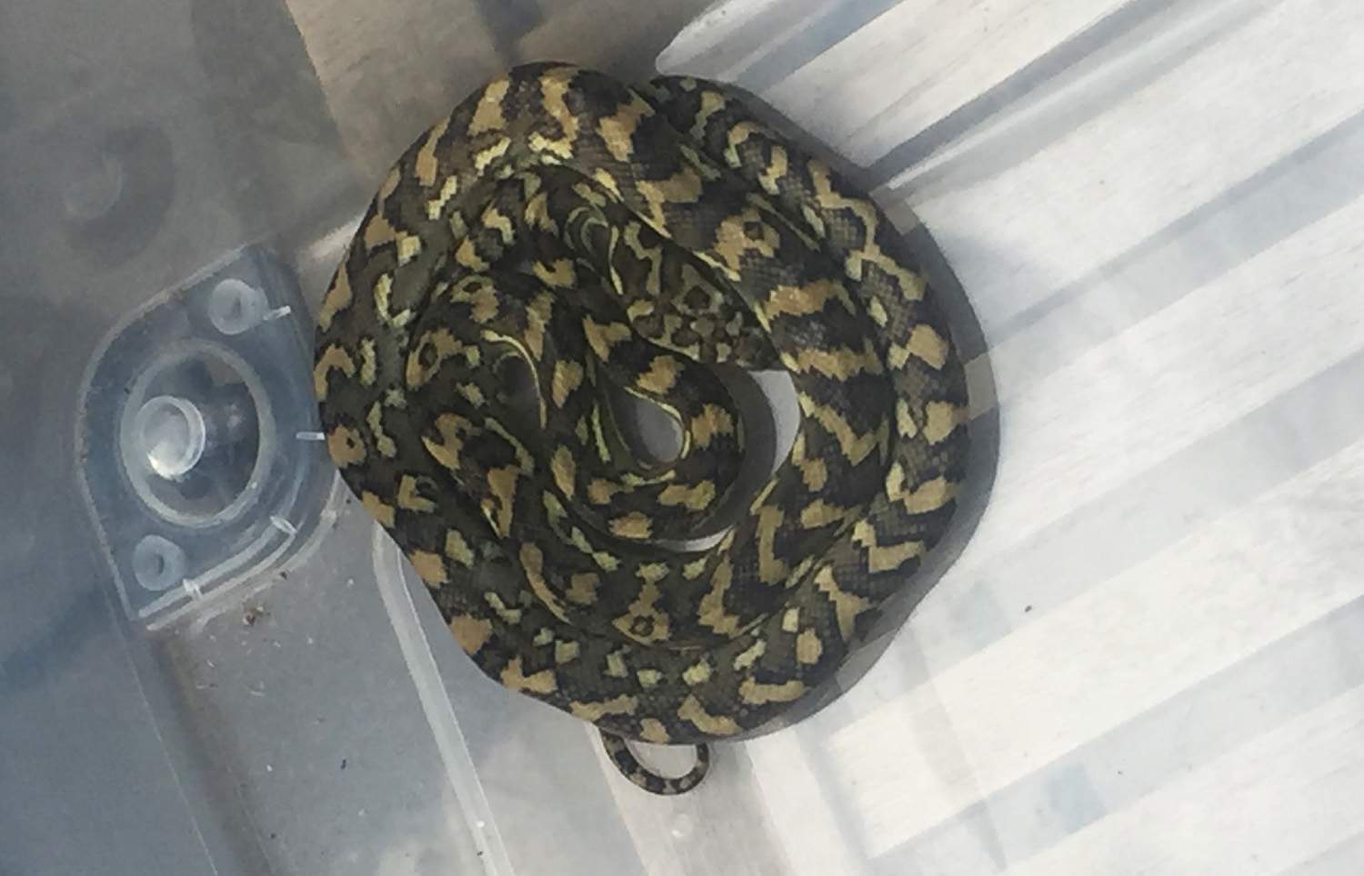 Brisbane man wakes to find snake in his bed for second time this week ...
