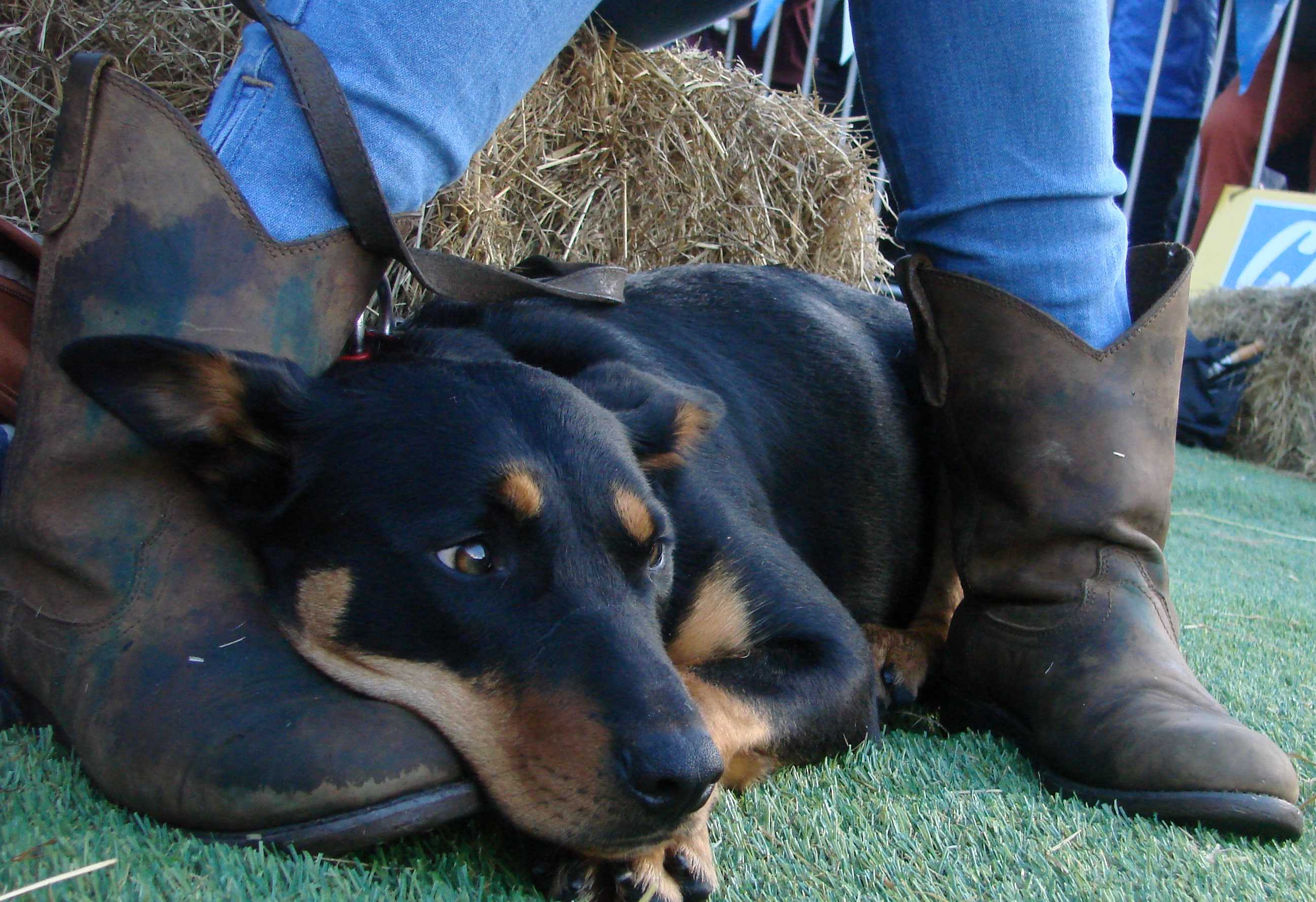 Rural Reporter June 14, 2014 - ABC listen