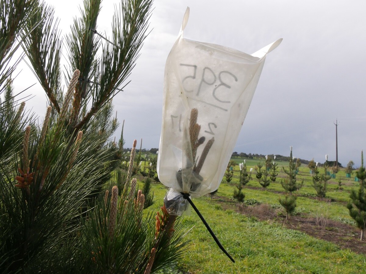 Mount Gambier site key in selective breeding program for pine tree ...