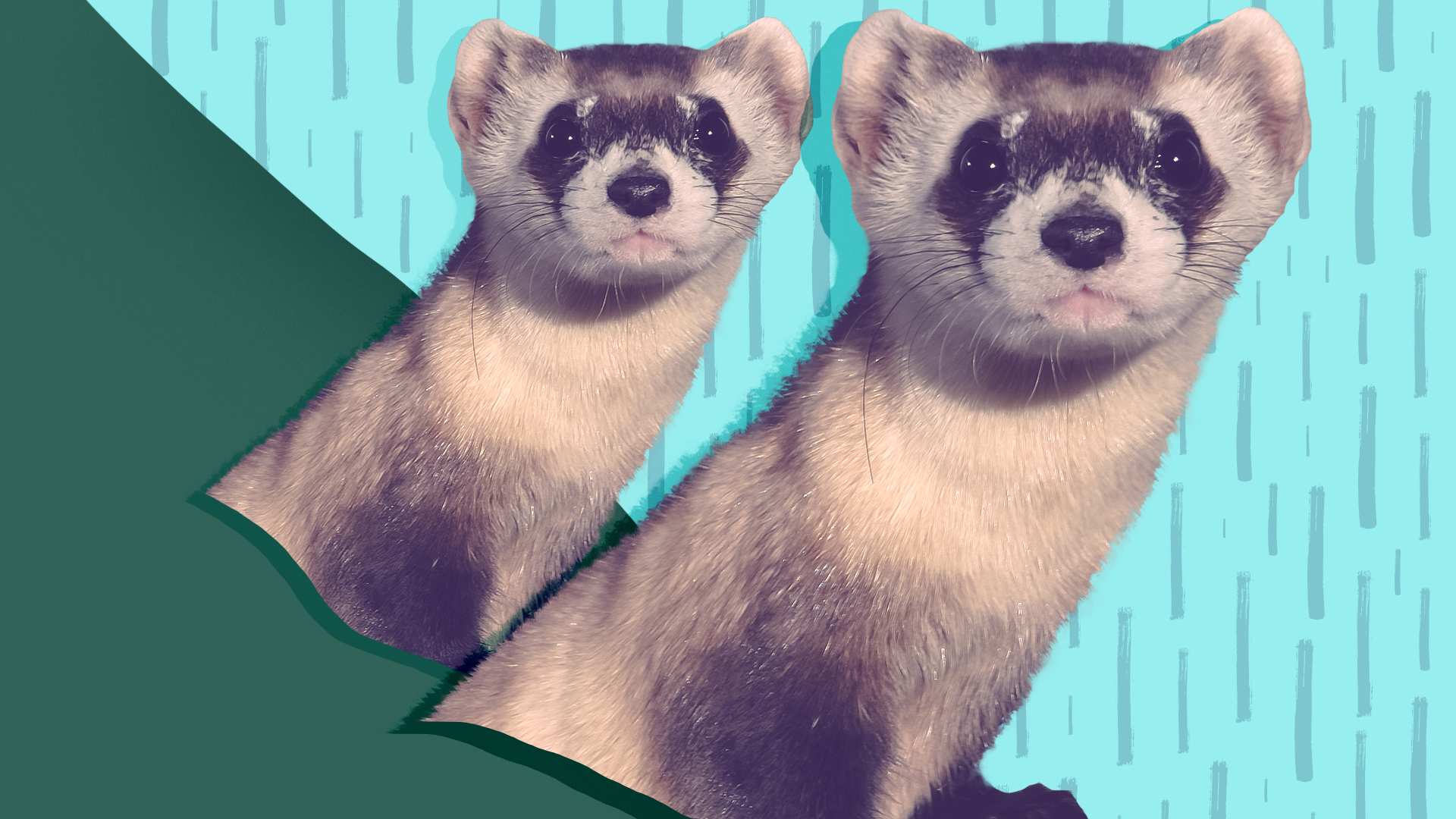 Dathanna Ferret Happy National Ferret Day From Smoky 🐾💕