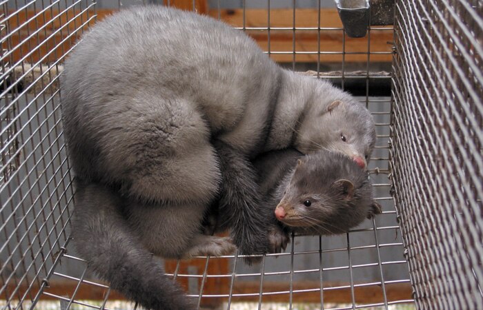 Farming mink is a booming business in Denmark but expanding cities ...