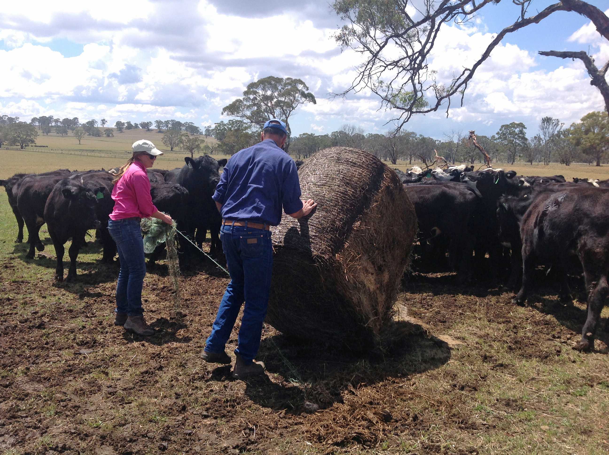 Rain whets appetite of drought-hit NSW farmers - ABC News