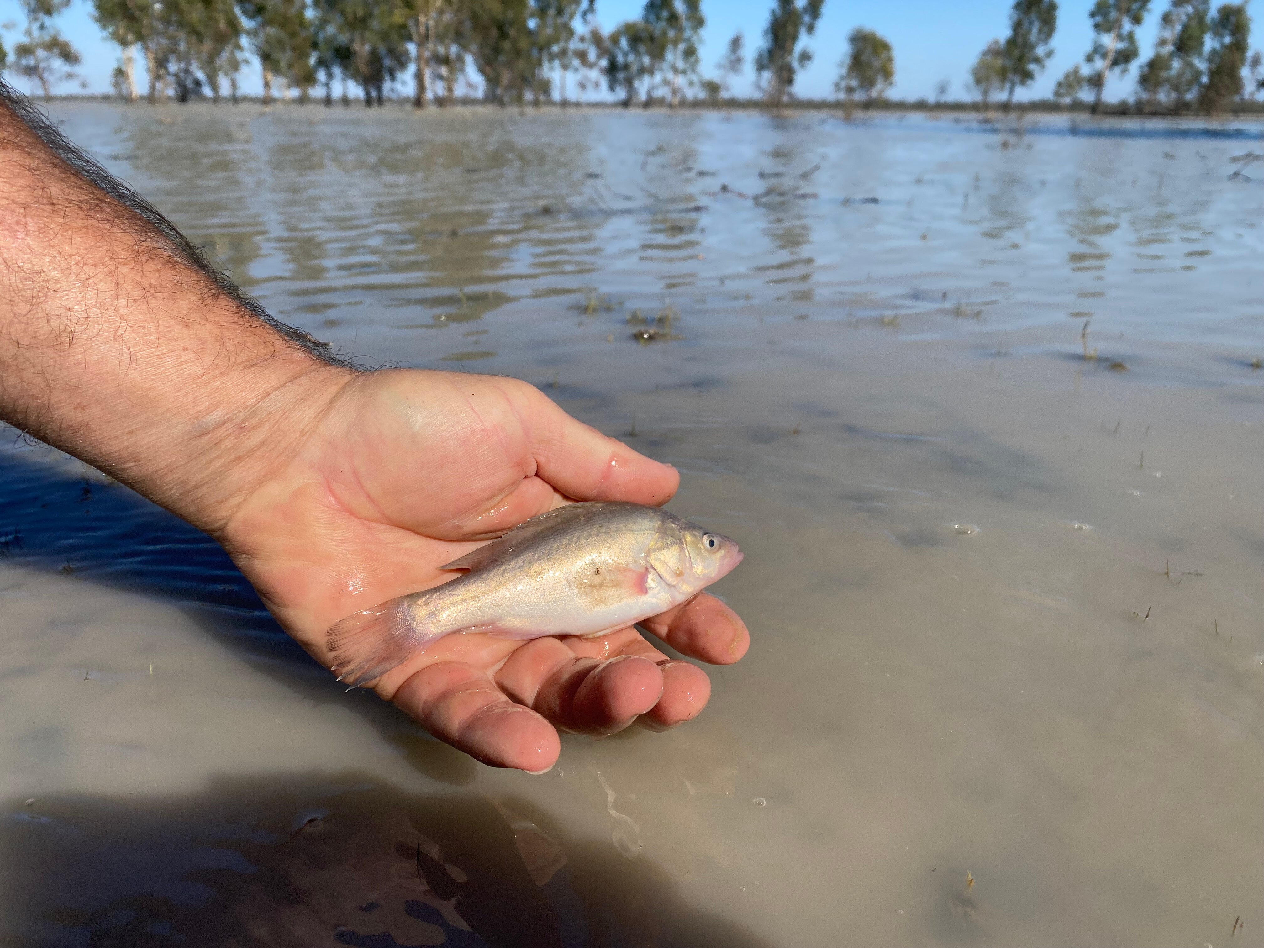 Fish monitoring shows flooding had little impact on native species ...