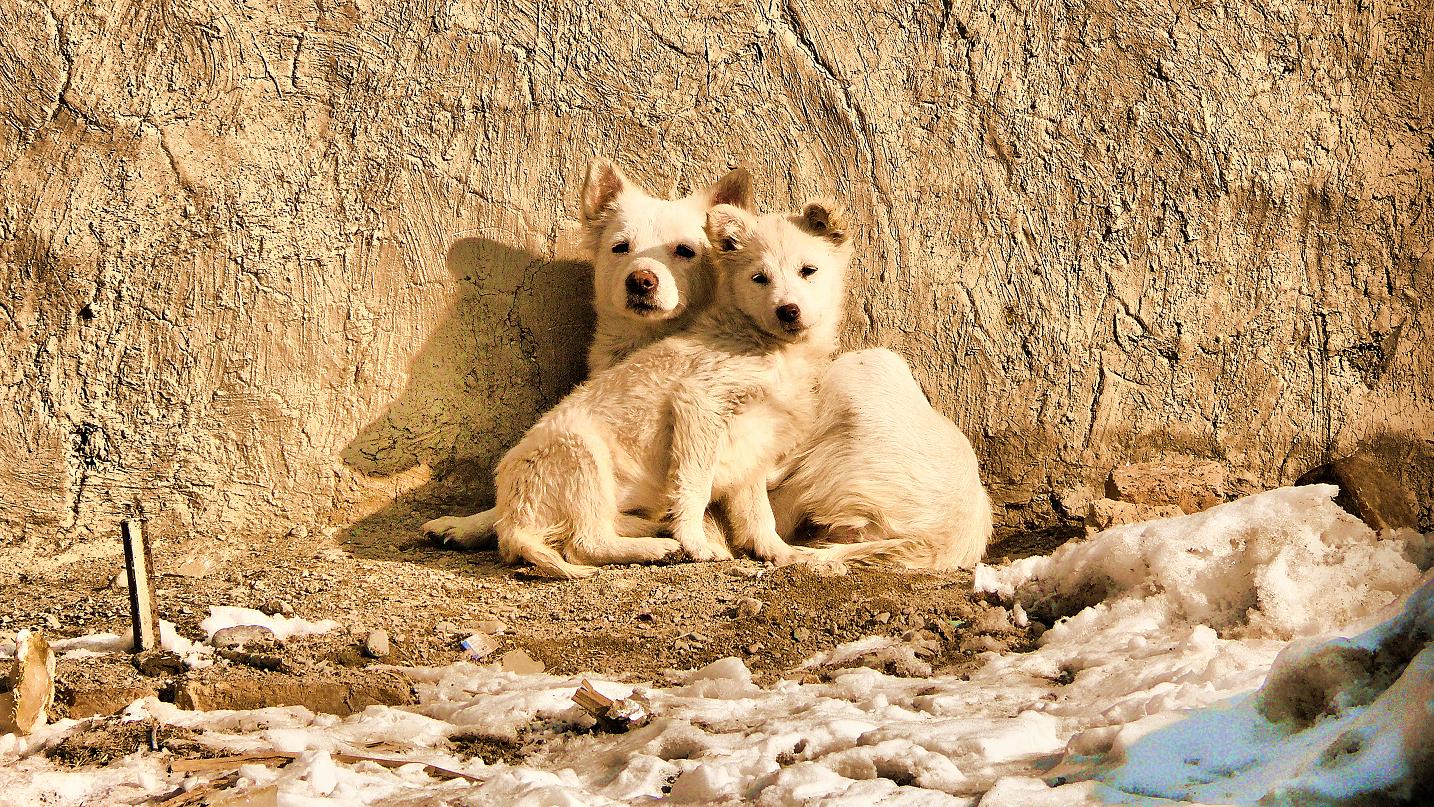 Nightlife: featuring pet talk with Dr Kersti Seksel - ABC listen