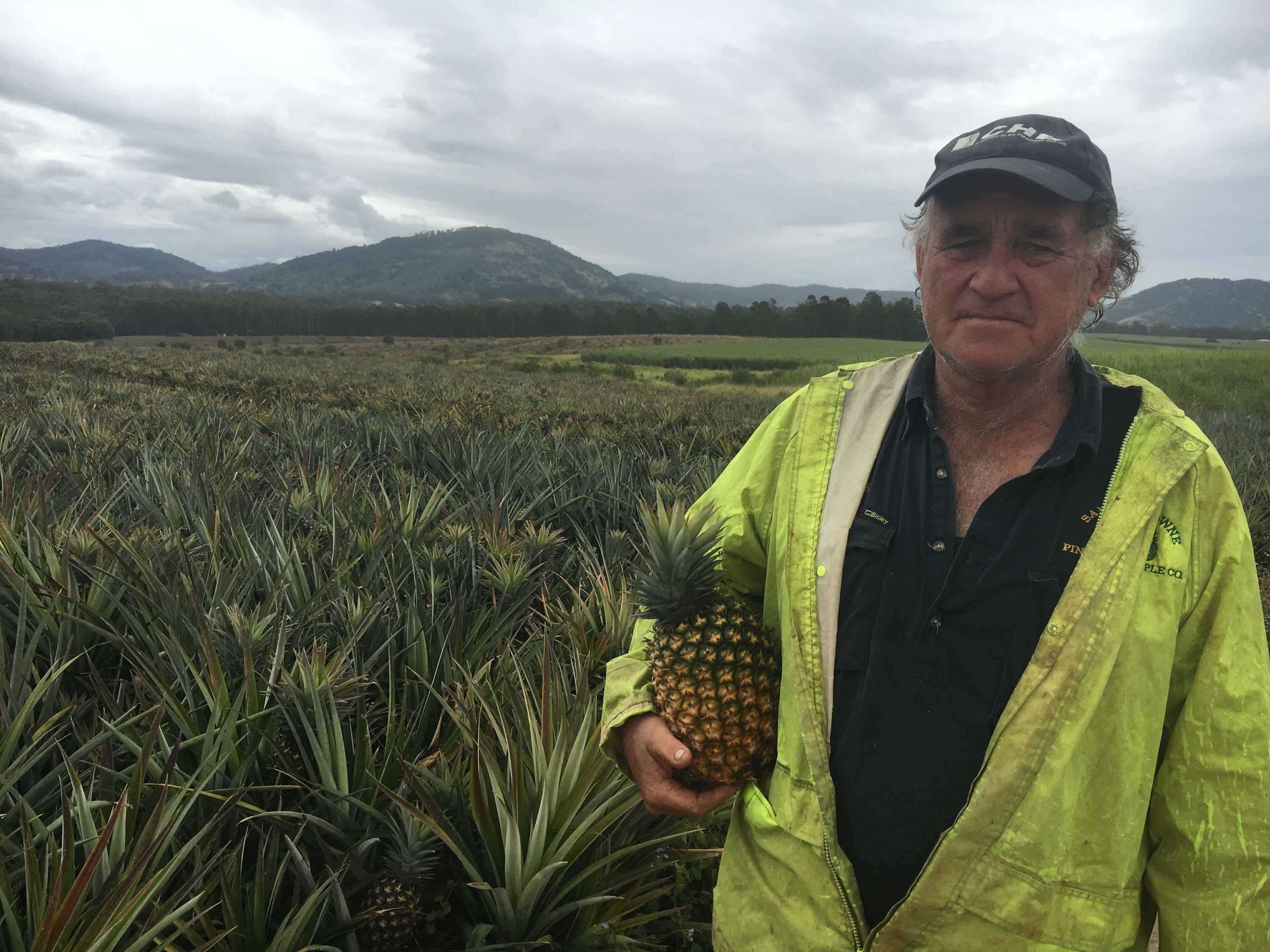 Farmer leaves pineapple industry in rough end to family tradition - ABC ...