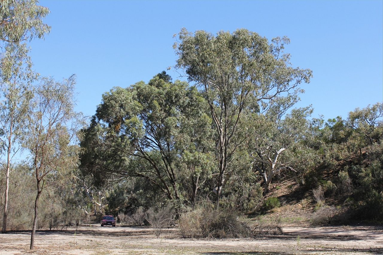 Dry spell still taking toll of Mallee crops - ABC News