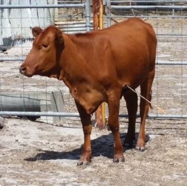 Cow shot with arrow near WA town of Waroona - ABC News