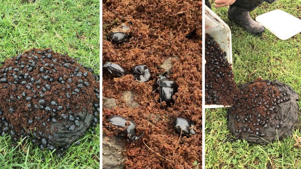 How dung beetle nurseries benefit environment and farmers - ABC News