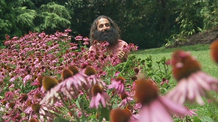 Plant Profile | Ivory Curl - Gardening Australia