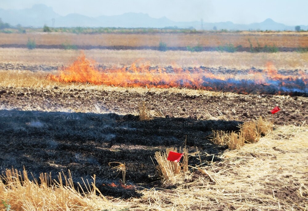 Creating heat and electricity on farms - ABC News