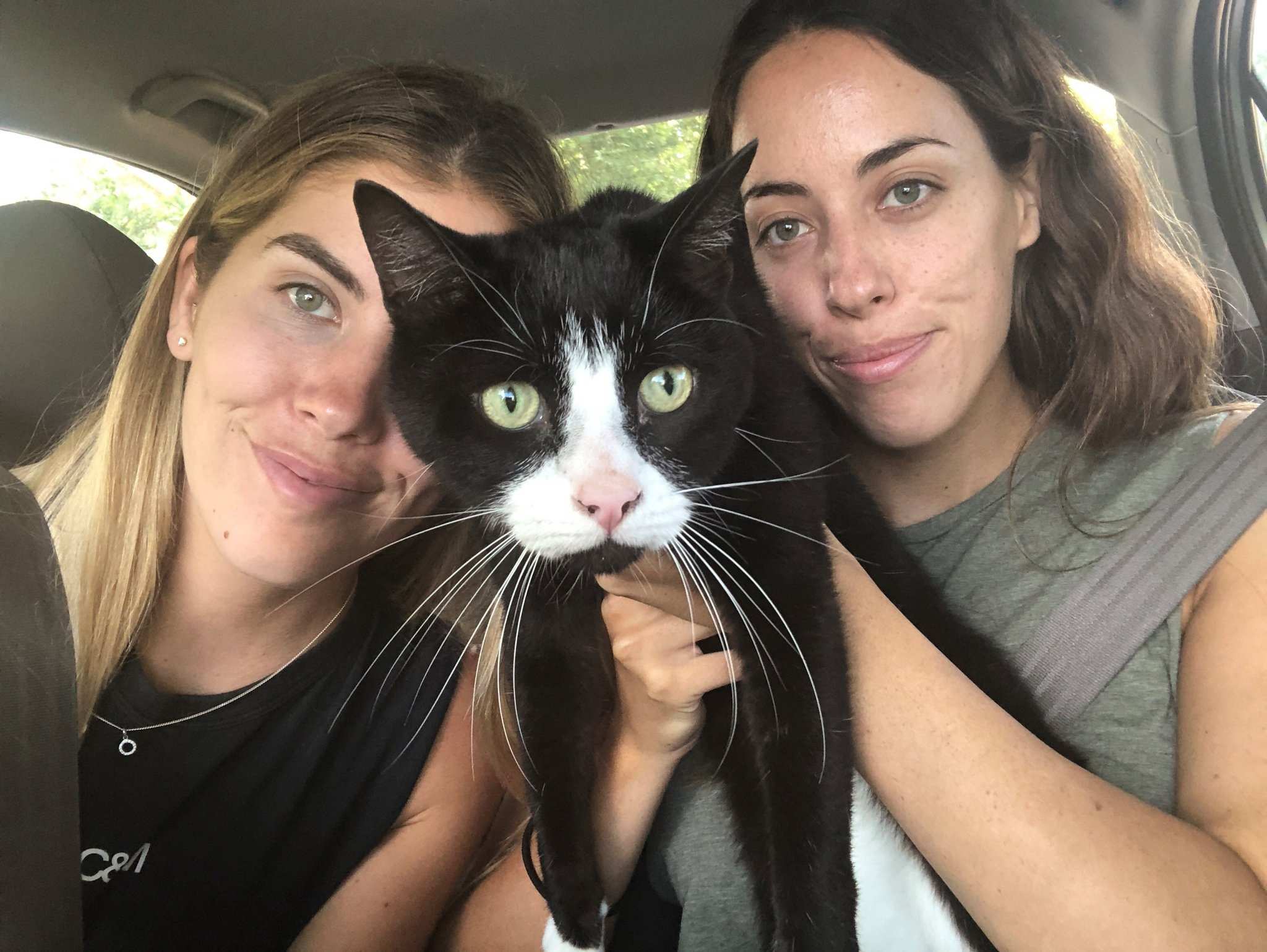 Pablo the cat reunited after 9 years thanks to microchip - ABC listen