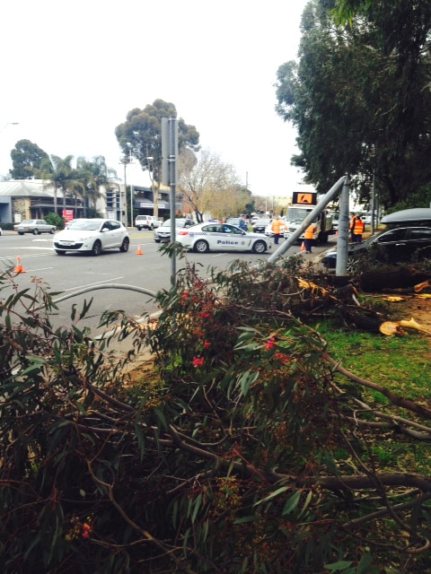 Adelaide driver pinned by falling tree in windy weather - ABC News