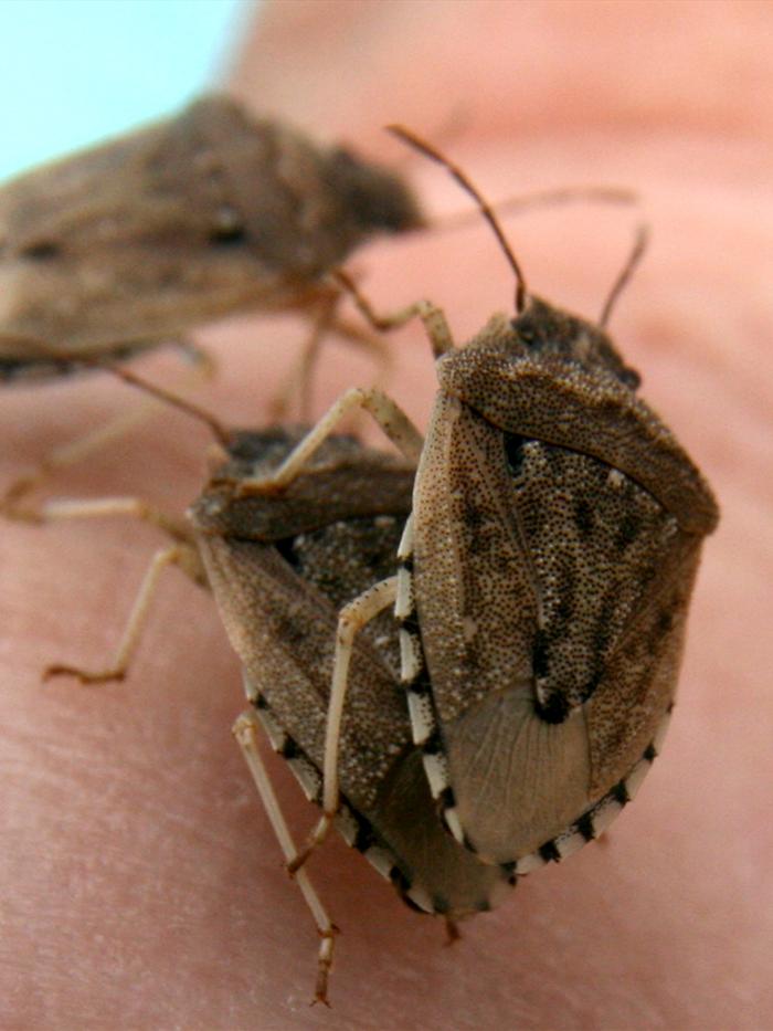 Gidgee bug influx clogs outback pool - ABC News