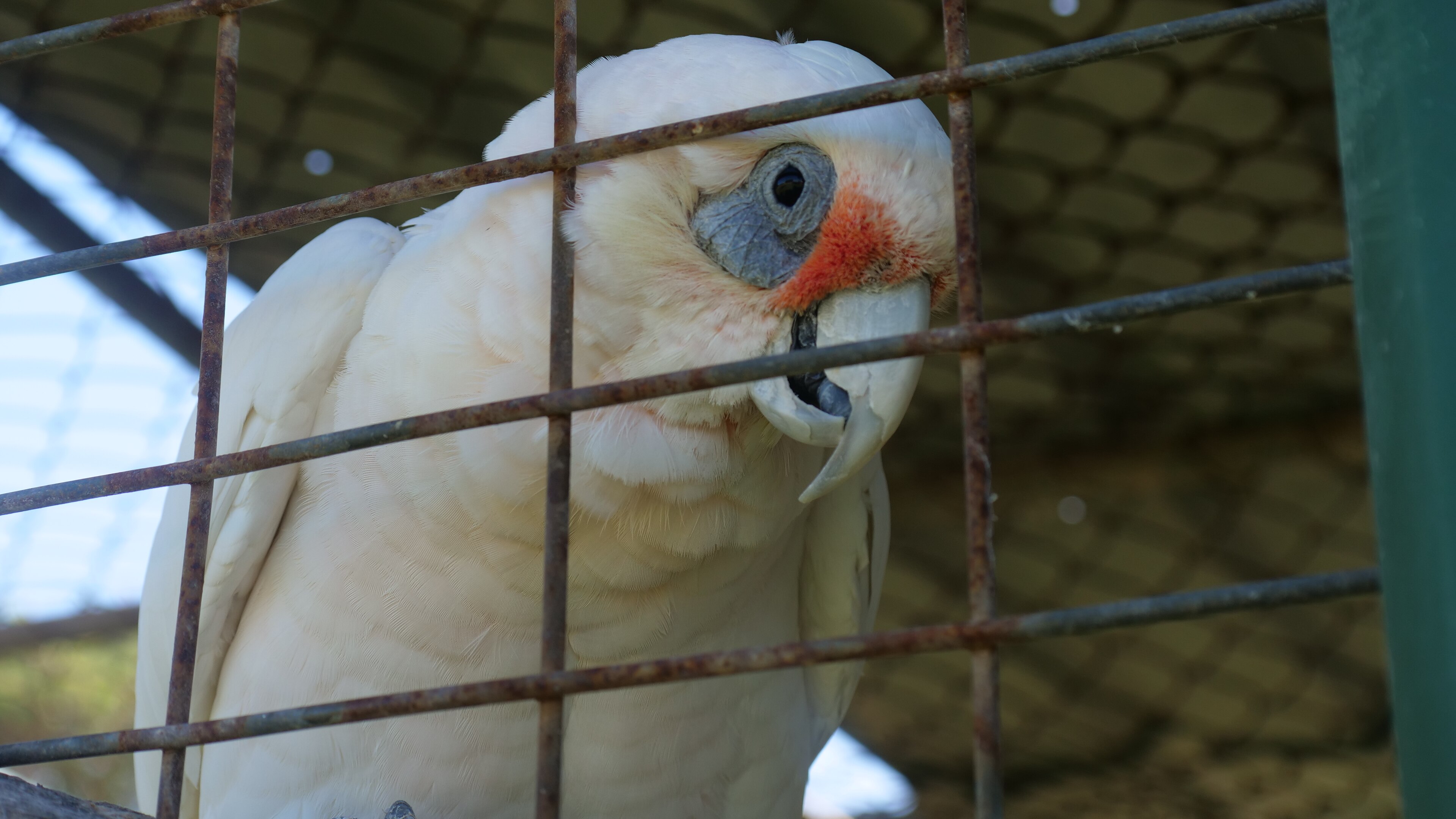 Charlie the cockatoo has plenty of advice for players at Geraldton ...