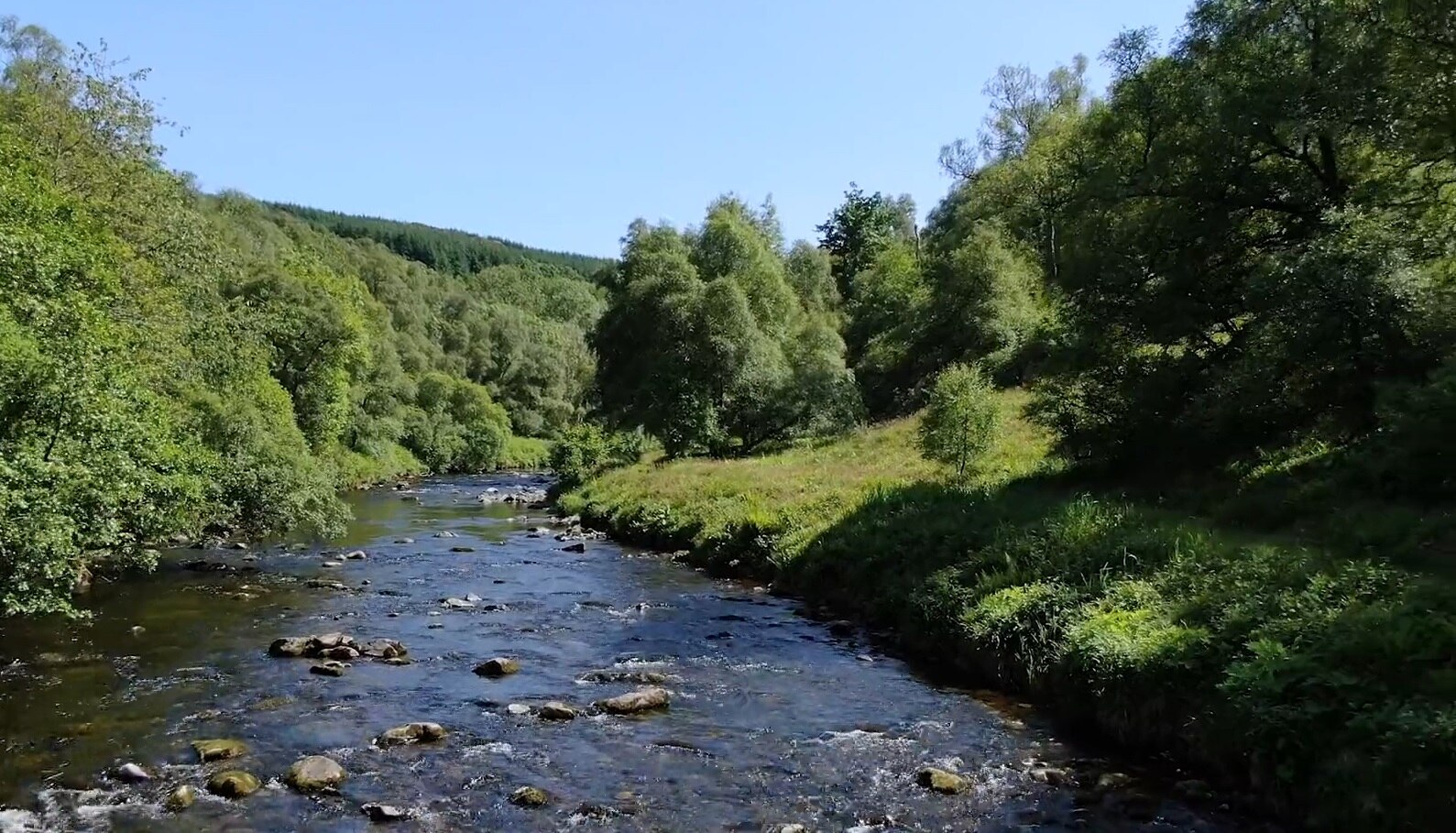 Rewilding the Scottish highlands - ABC listen