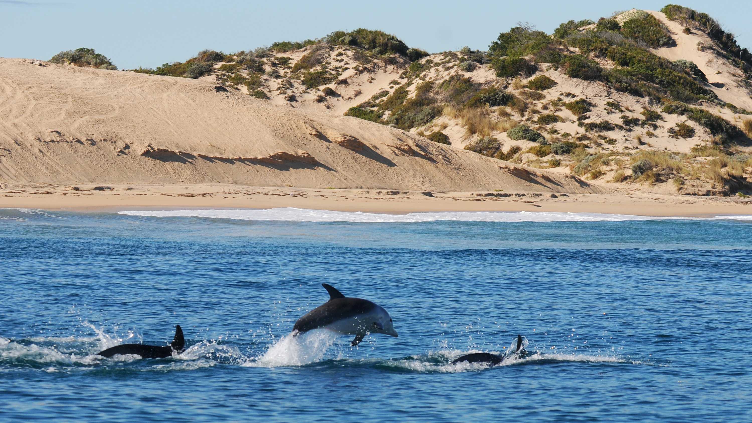 Oversexed male dolphins cruise long distances along South West WA coast ...