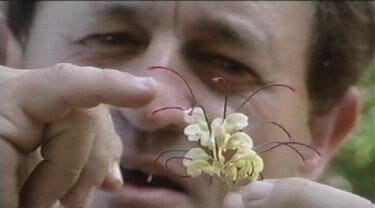 Weed Alert: Bridal Creeper - Gardening Australia