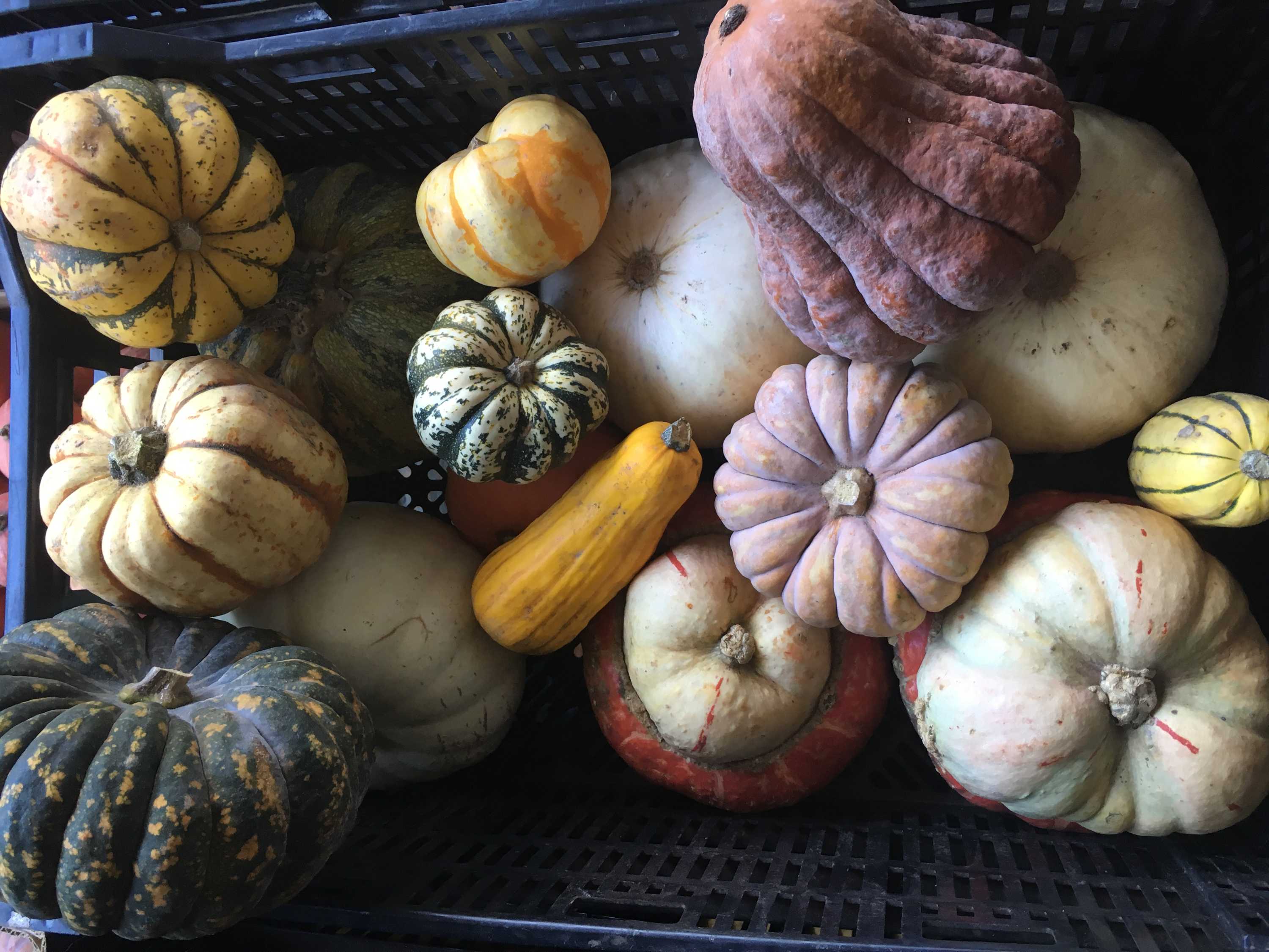 WA heirloom pumpkin producer trials 43 new varieties to test public ...