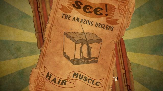 Human Evolution: Why are we so hairy? - ABC Education