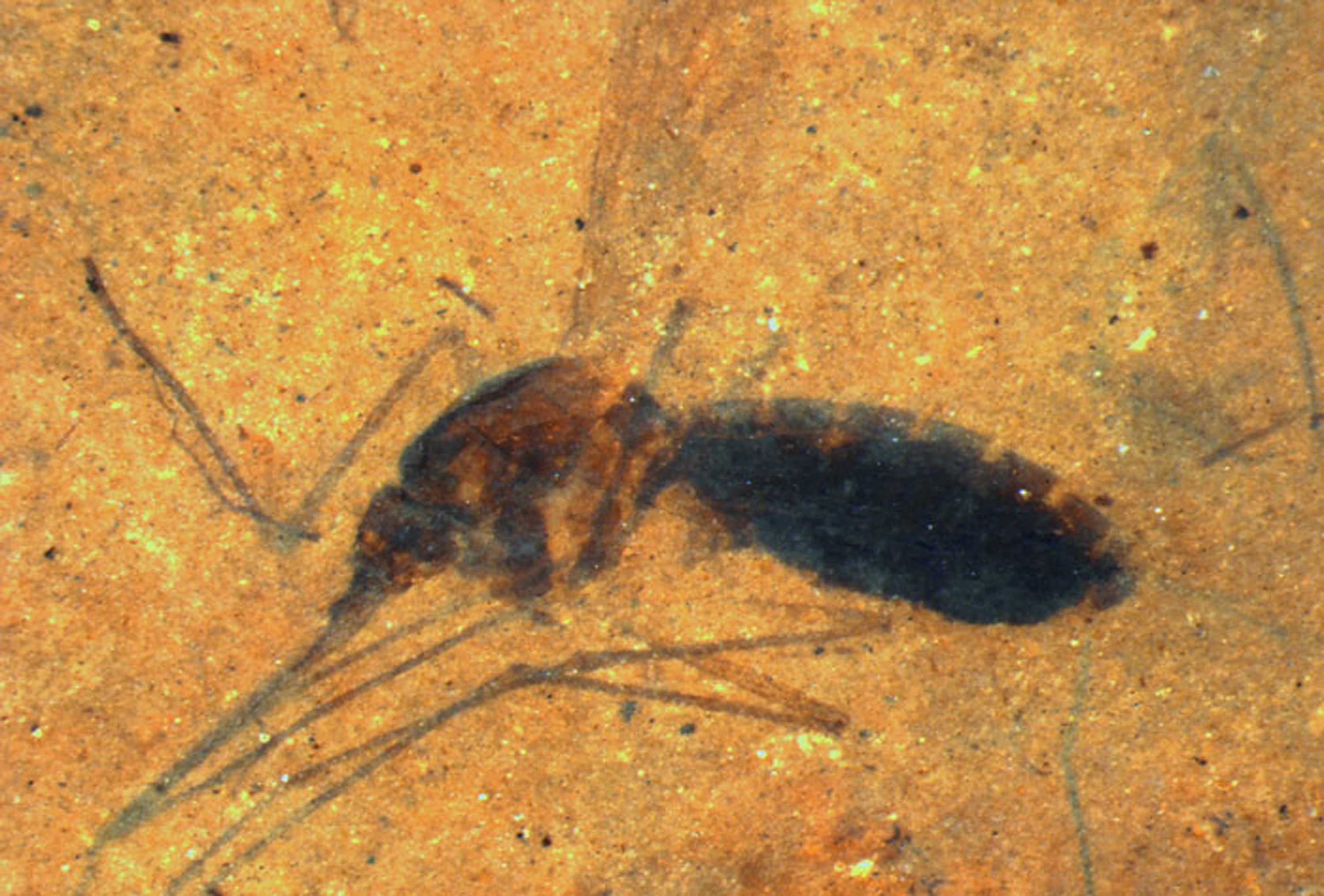 Rare mosquito fossil found in Montana riverbed shows insect's blood ...