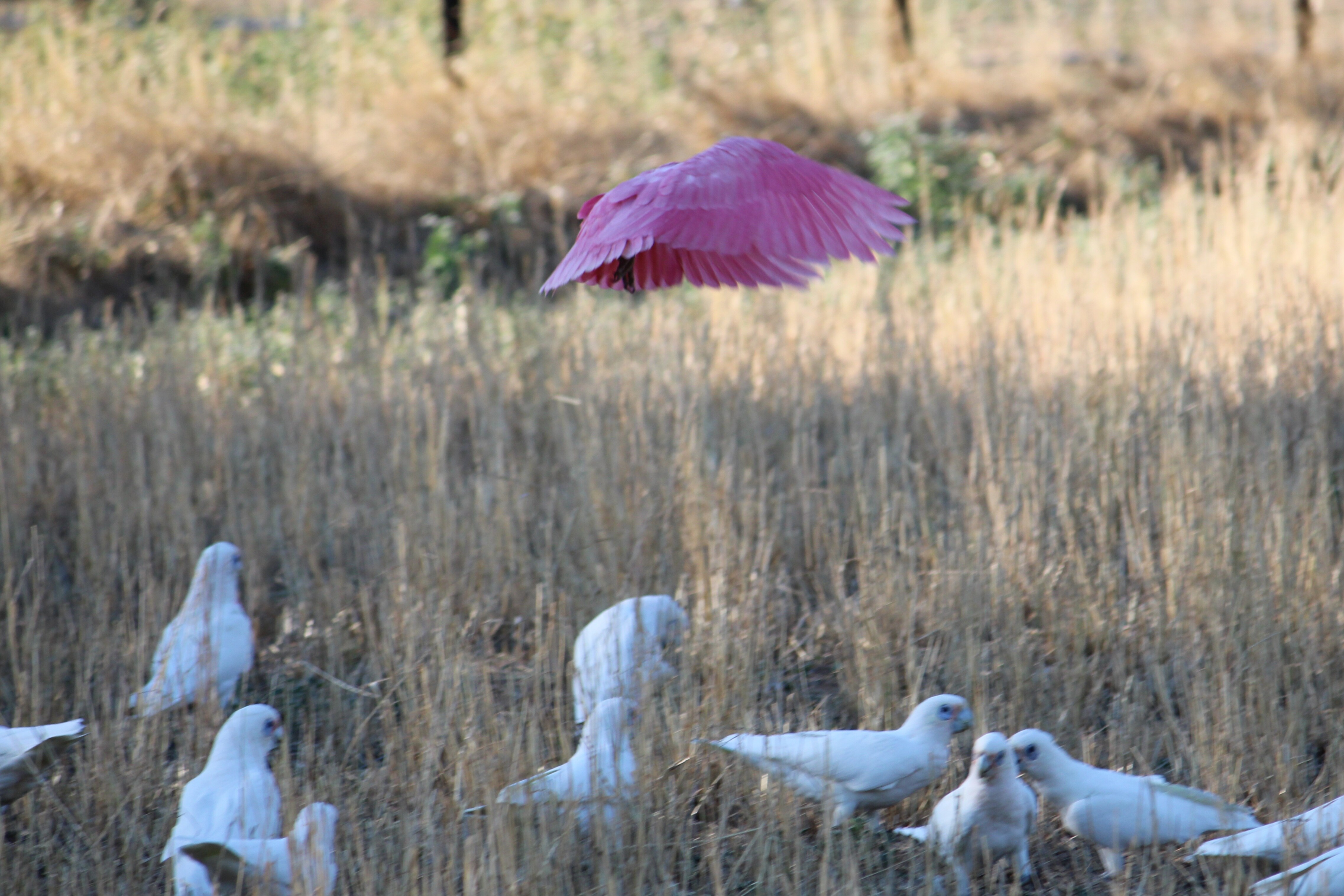 Mystery of a pink corella has scientists, residents baffled - ABC News