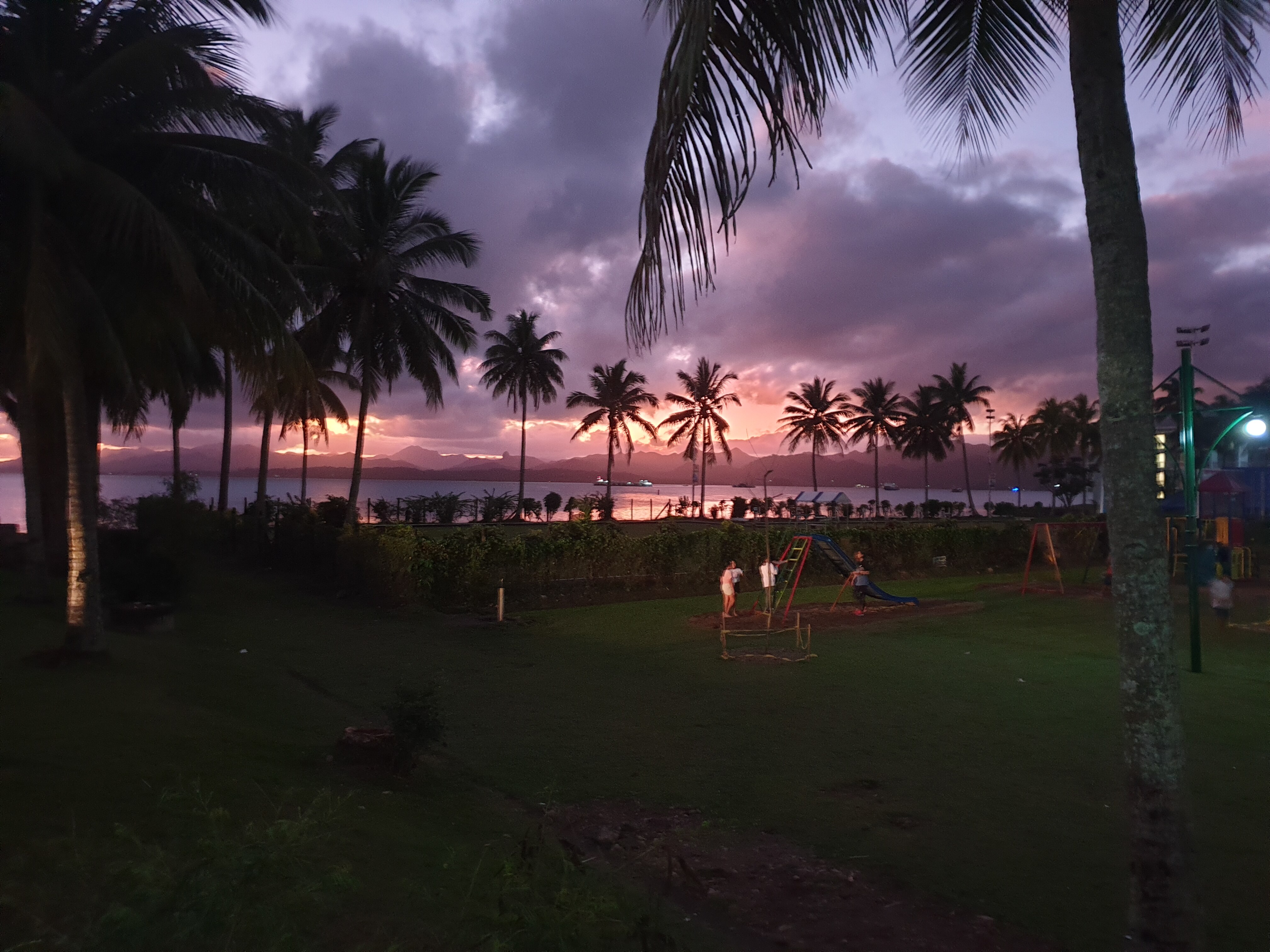 Coconut's colonial legacy destroying island ecosystems - ABC Pacific