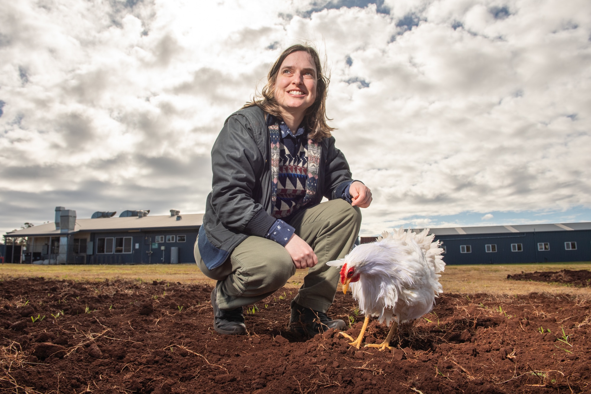 Chicken welfare gets a boost as researcher creates camera algorithm to ...