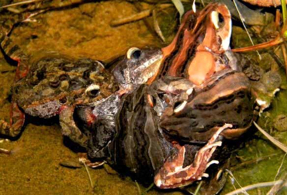 Smaller quacking frogs find mating success in larger populations, UWA ...