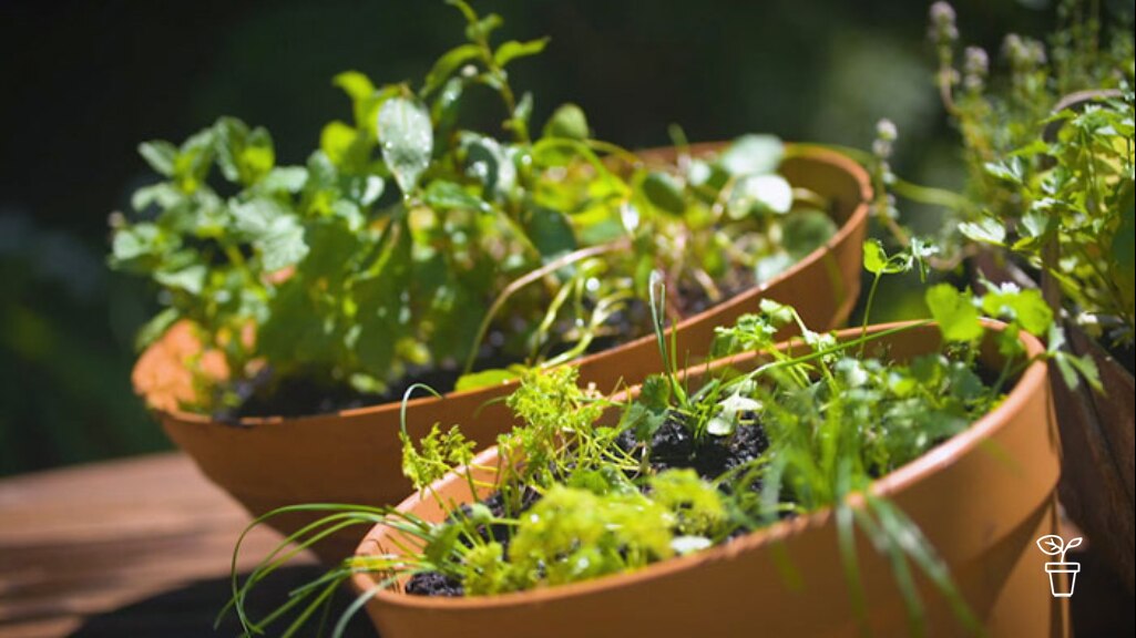 The minimal-effort herbs and edible plants that produce for years - ABC ...