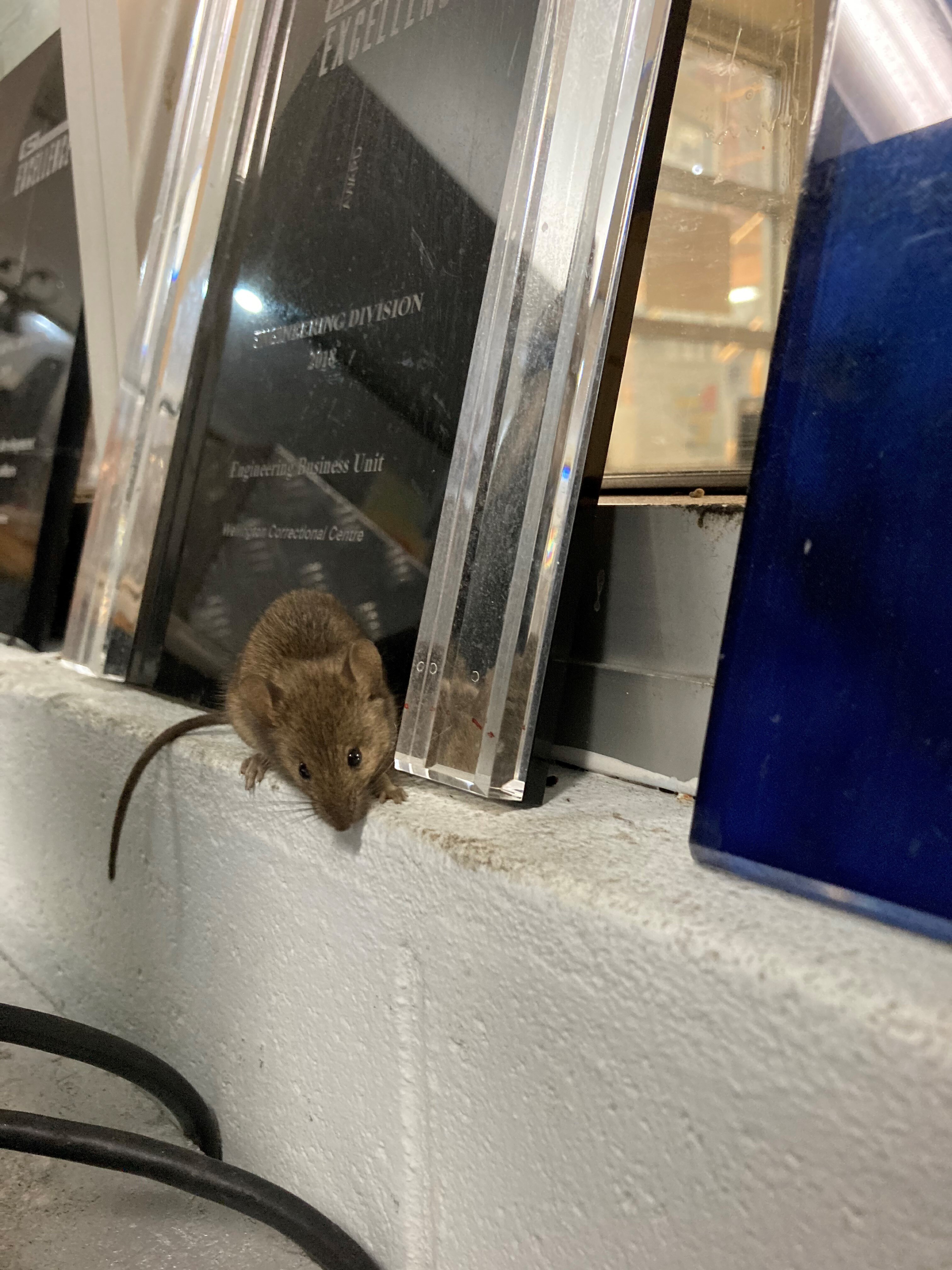 Mouse plague 'invades' Wellington prison, forcing hundreds of prisoners ...