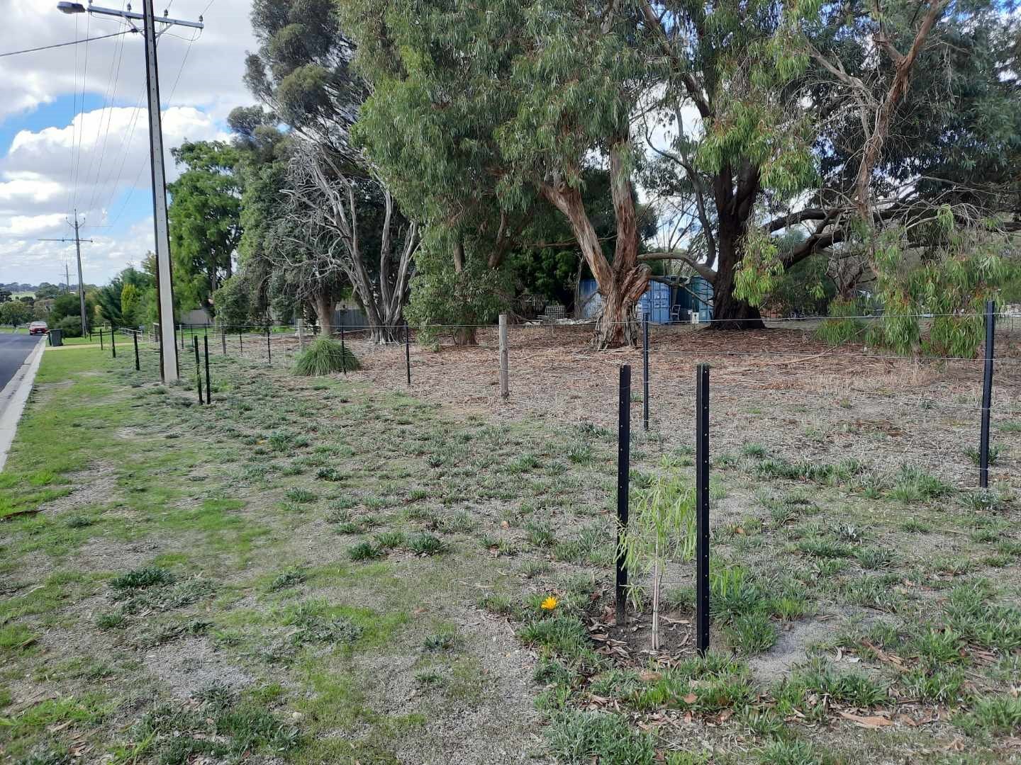 Application to cut down 'itchy bomb' hibiscus trees in Mount Gambier ...