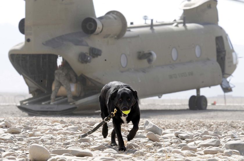 Sarbi the much-loved bomb sniffer dog preserved forever at Australian ...