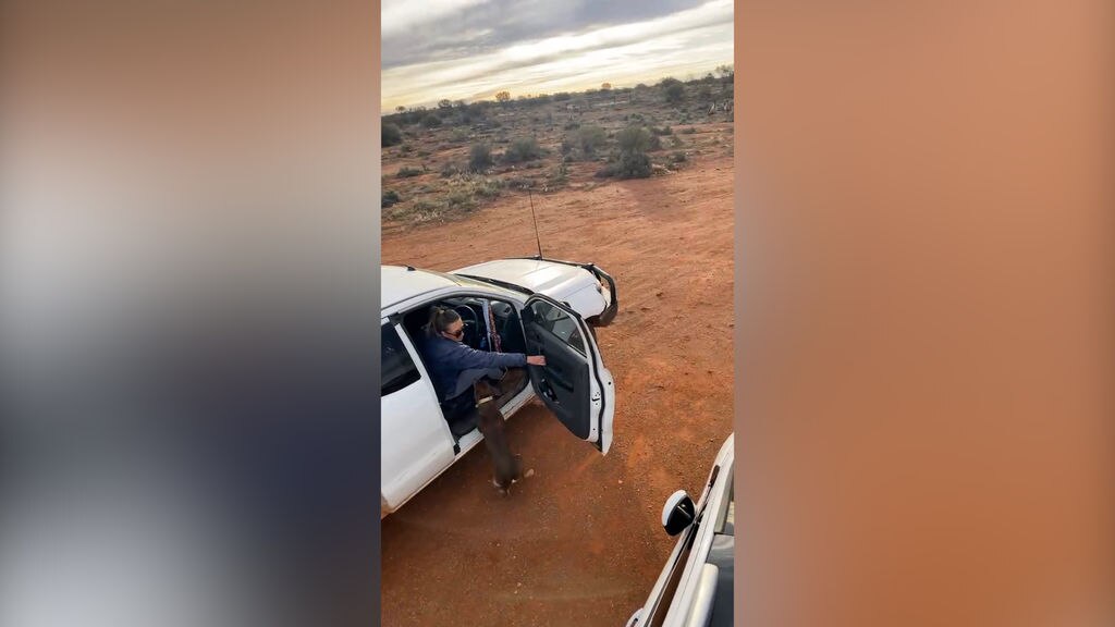 Emu attack on the outskirts of Broken Hill - ABC News